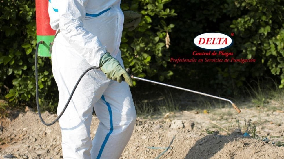 Fumigación para Garrapatas: La Solución Definitiva para tu Hogar